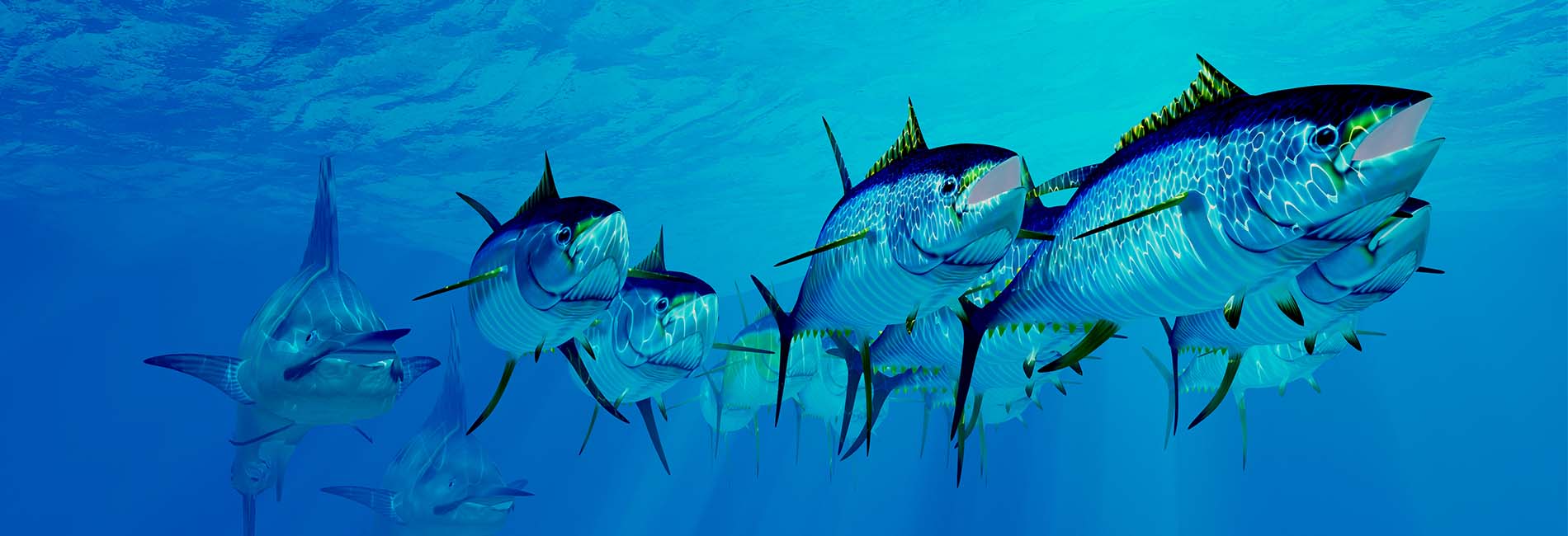 Contact-Us - Golden Ocean Tuna